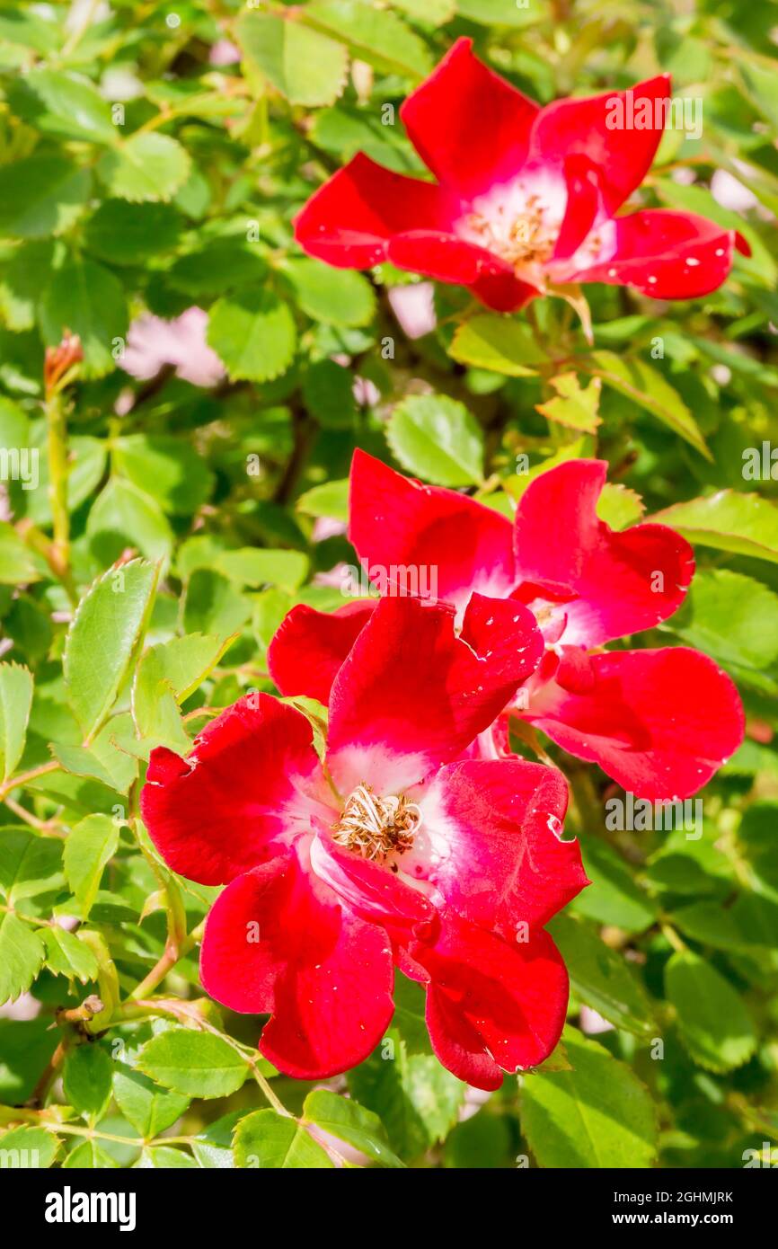 Rose tree 'Bukavu' in bloom in a garden Stock Photo - Alamy