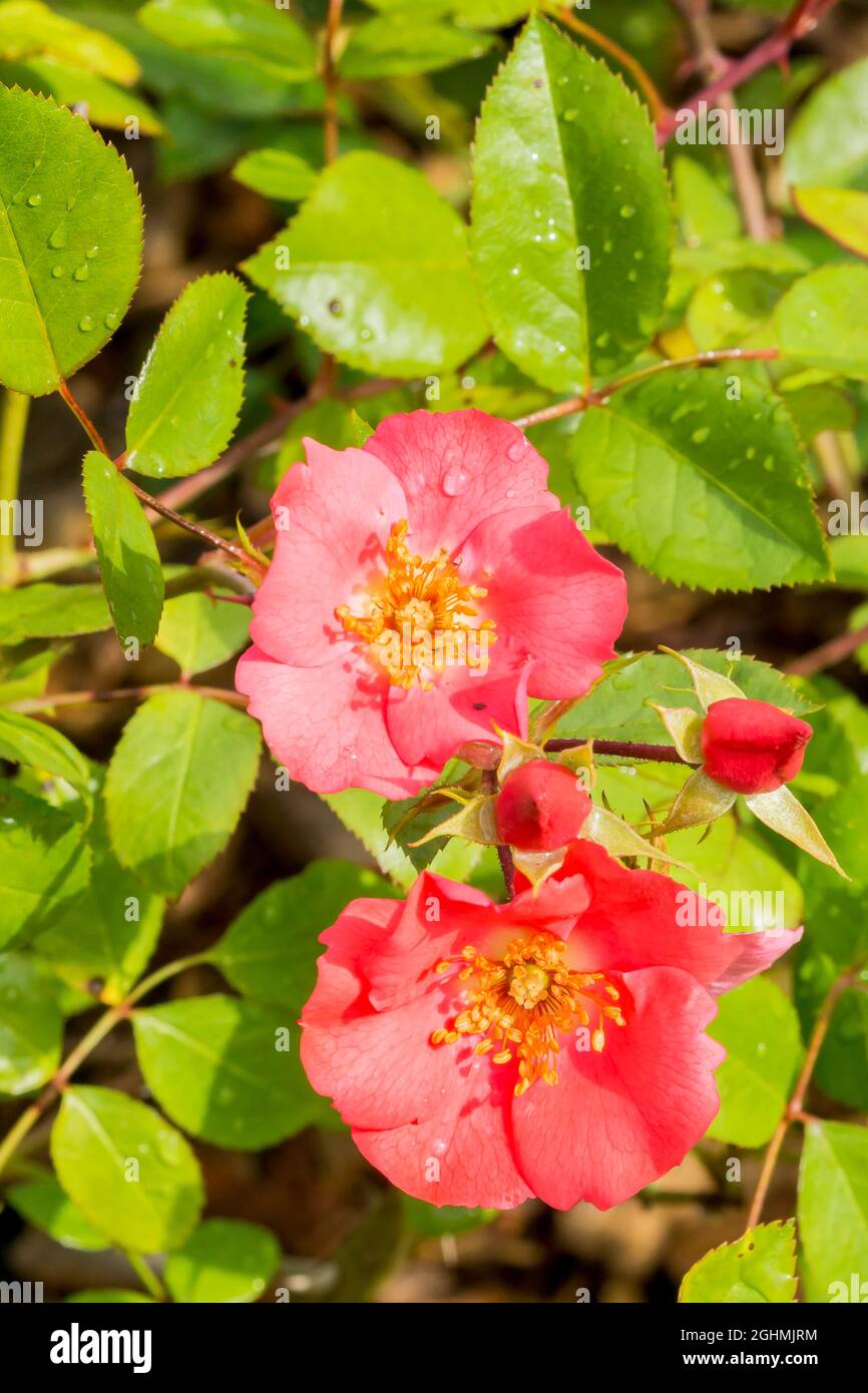Rose tree 'Douceur Normande' in bloom in a garden Stock Photo - Alamy