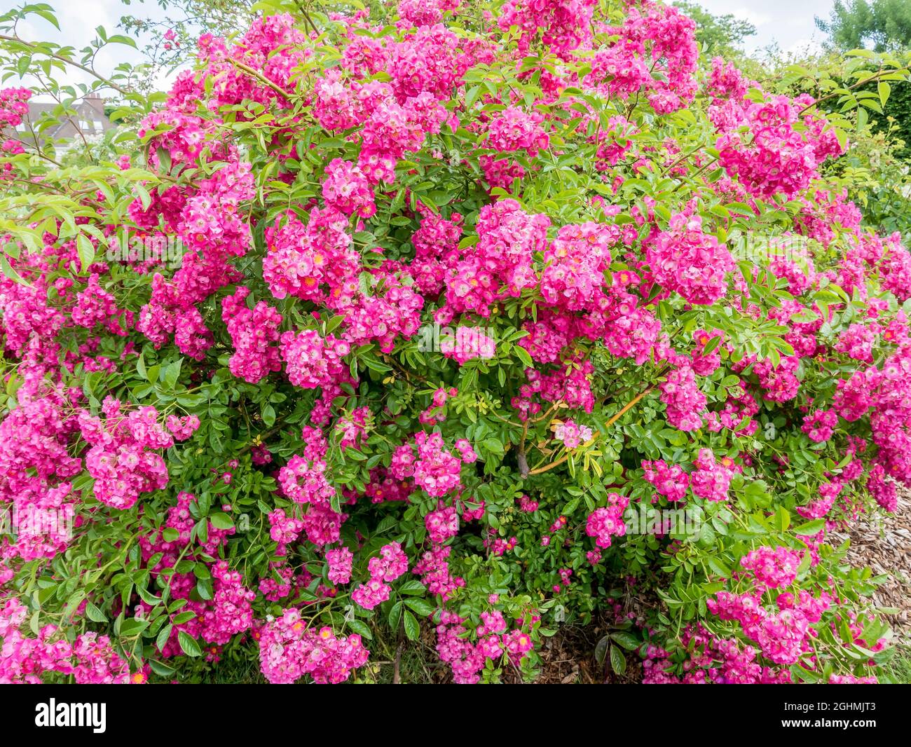 Rose tree 'Maria Lisa' in bloom in a garden Stock Photo - Alamy