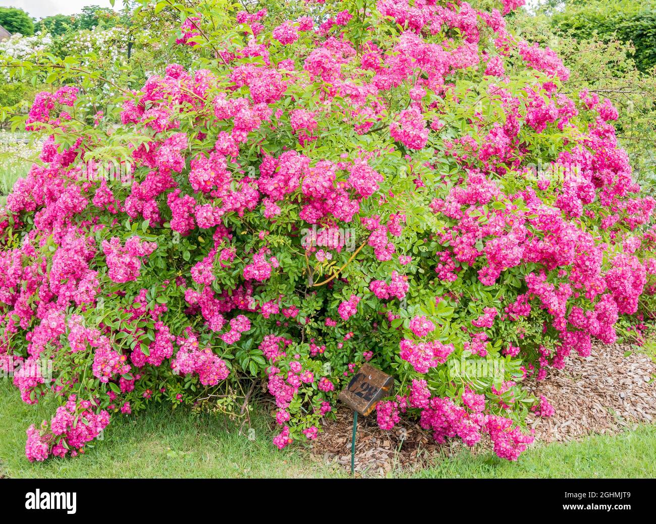 Rose tree 'Maria Lisa' in bloom in a garden Stock Photo - Alamy