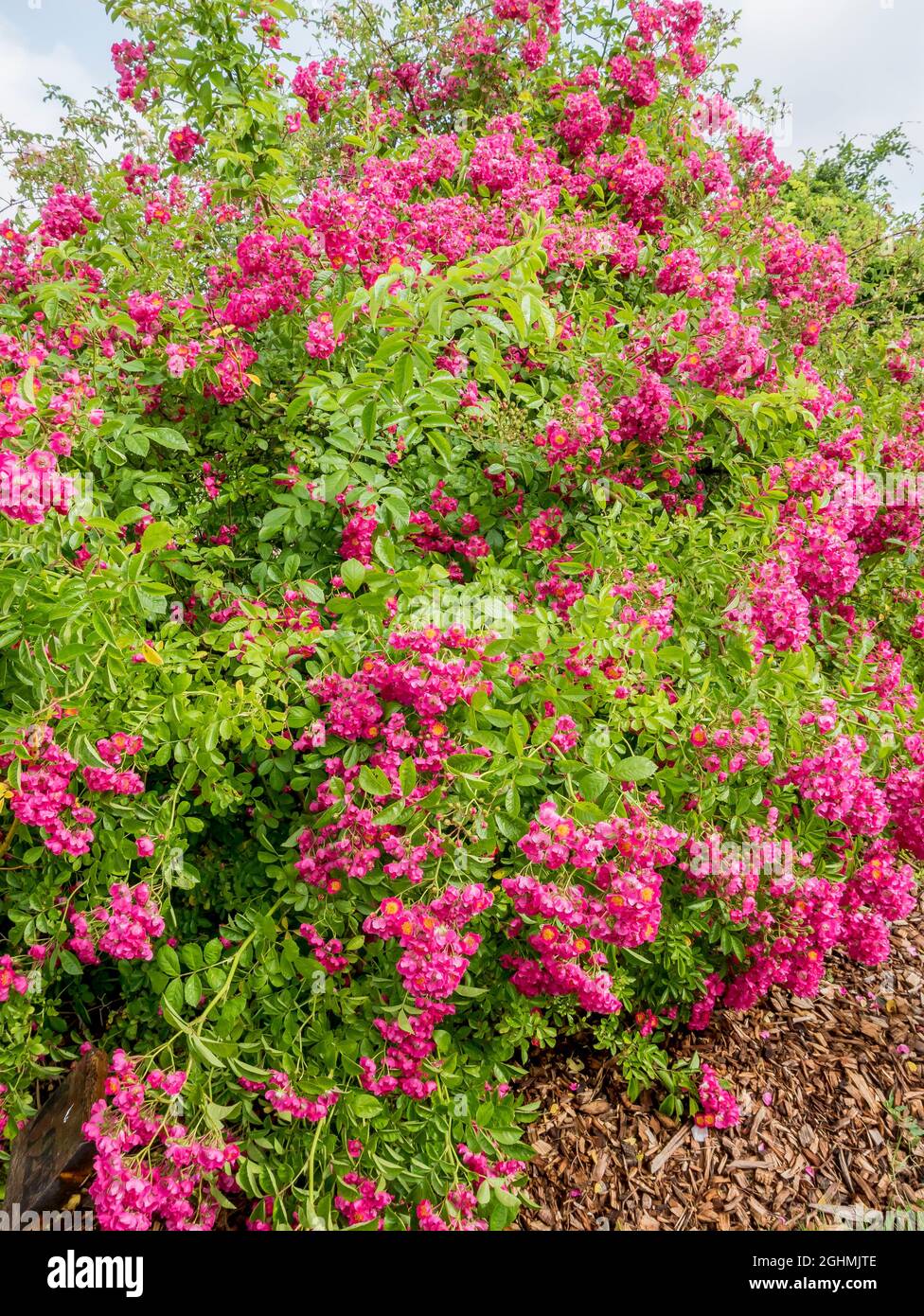 Rose tree 'Maria Lisa' in bloom in a garden Stock Photo - Alamy