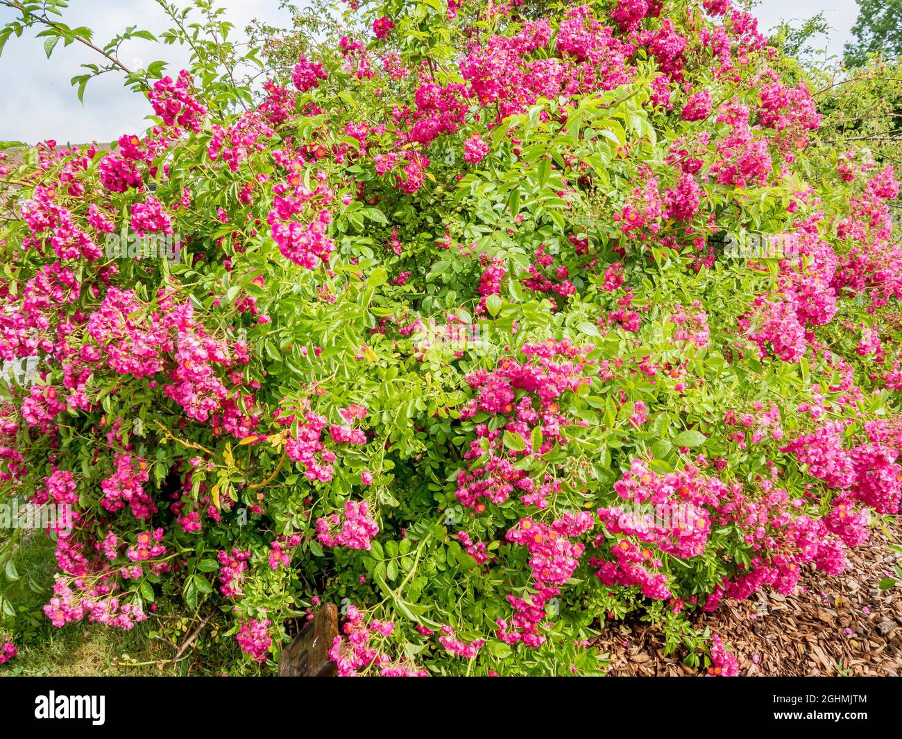 Rose tree 'Maria Lisa' in bloom in a garden Stock Photo - Alamy