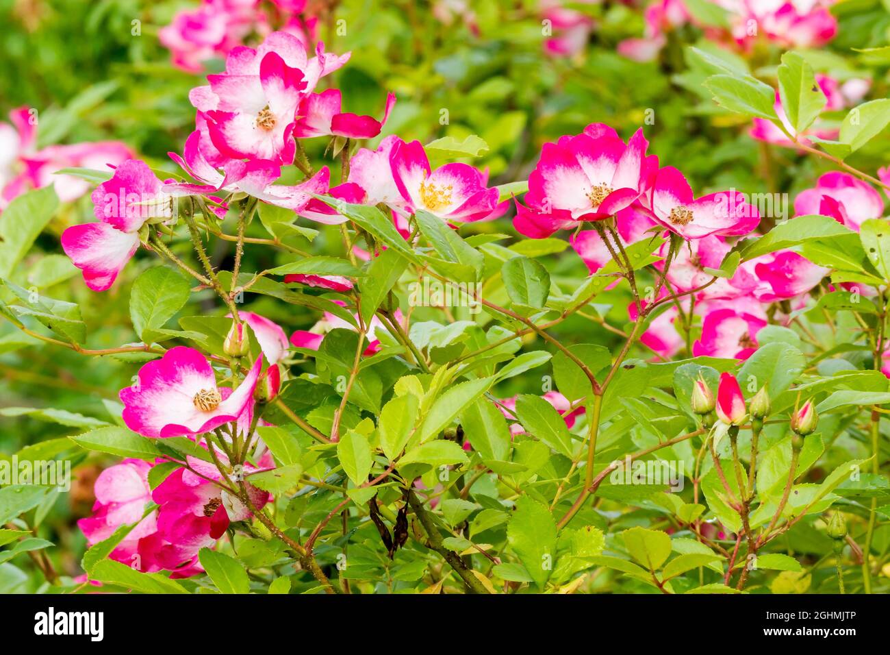 Rose tree 'Bukavu' in bloom in a garden Stock Photo - Alamy
