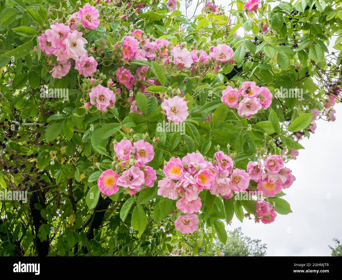 Rose tree 'Blush Rambler' in bloom in a garden Stock Photo - Alamy
