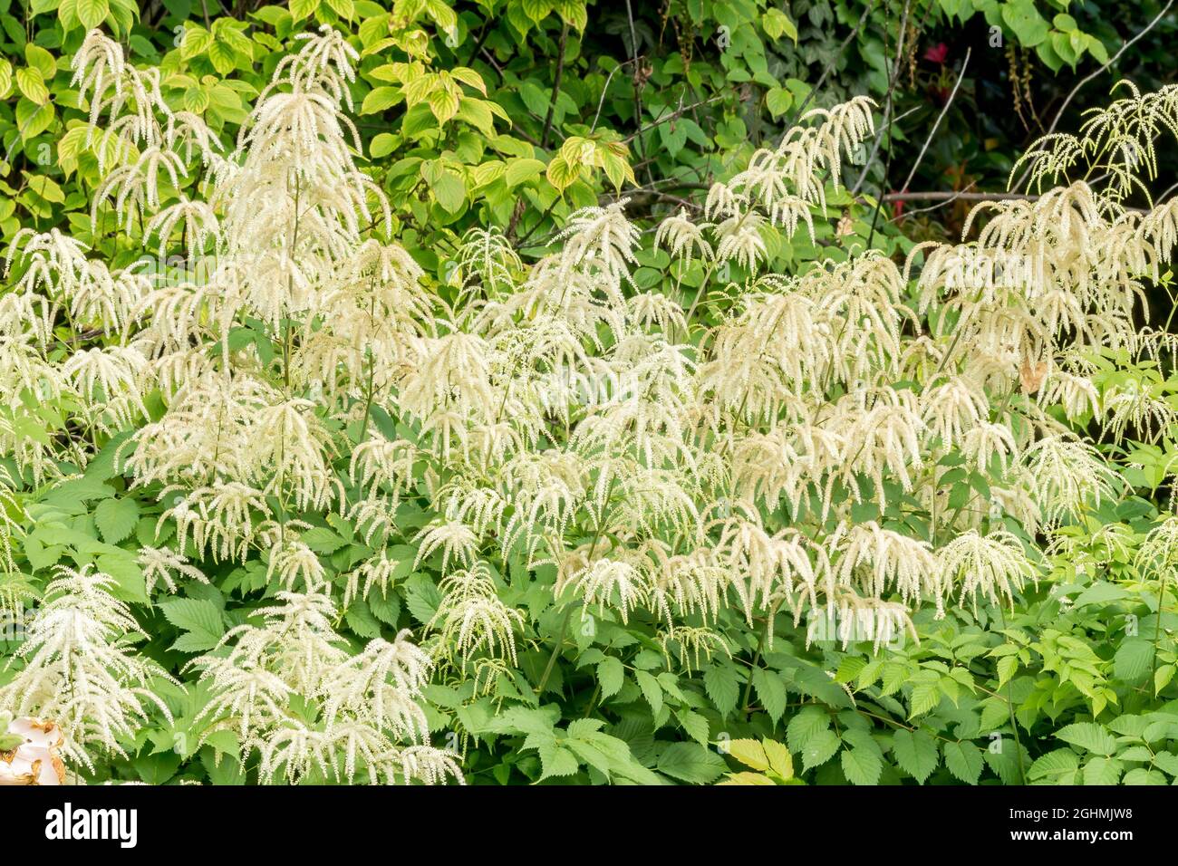 Aruncus aruncus hi-res stock photography and images - Alamy