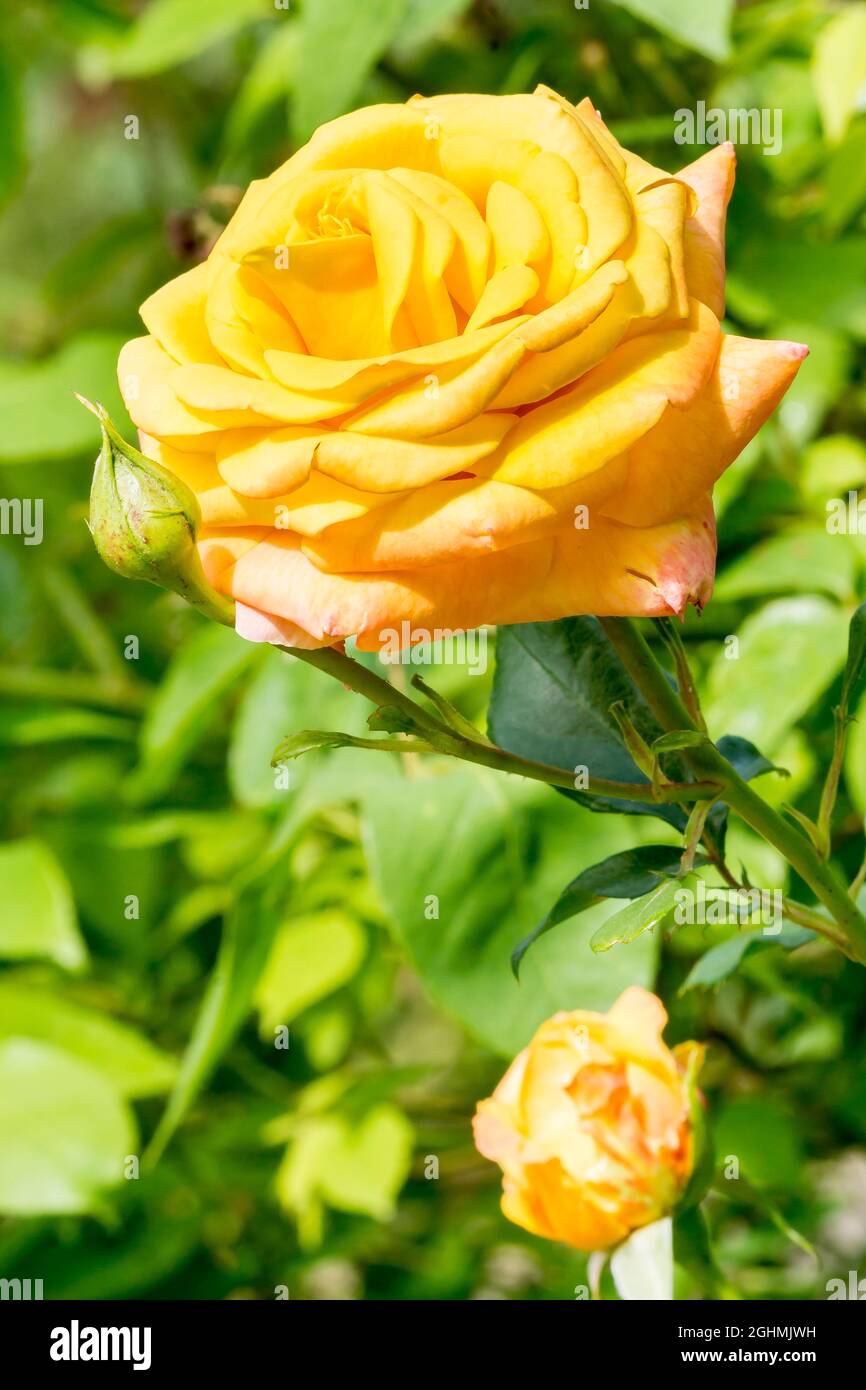 Rose tree 'Amber Queen' in bloom in a garden Stock Photo - Alamy