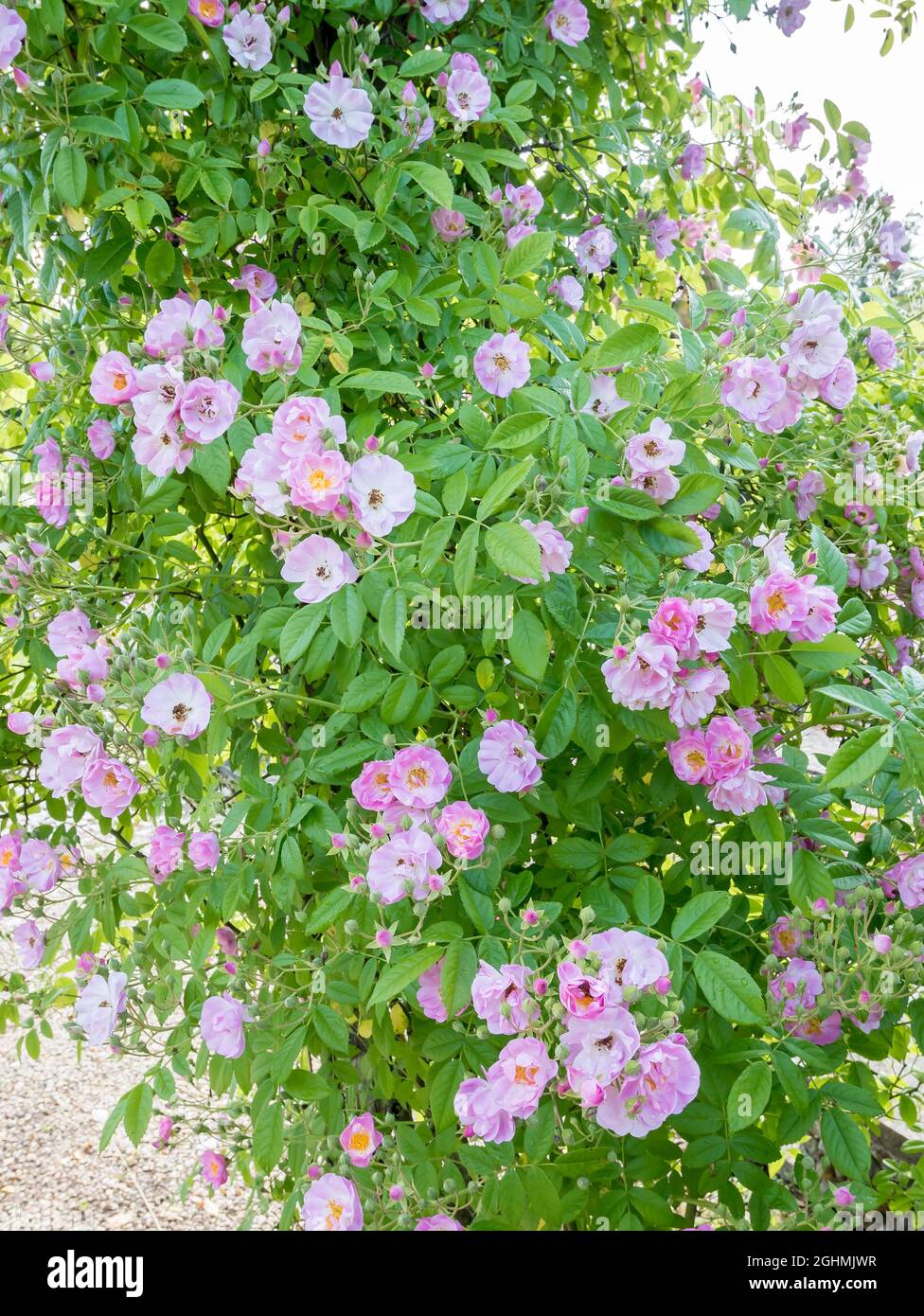 Rose tree 'Blush Rambler' in bloom in a garden Stock Photo - Alamy