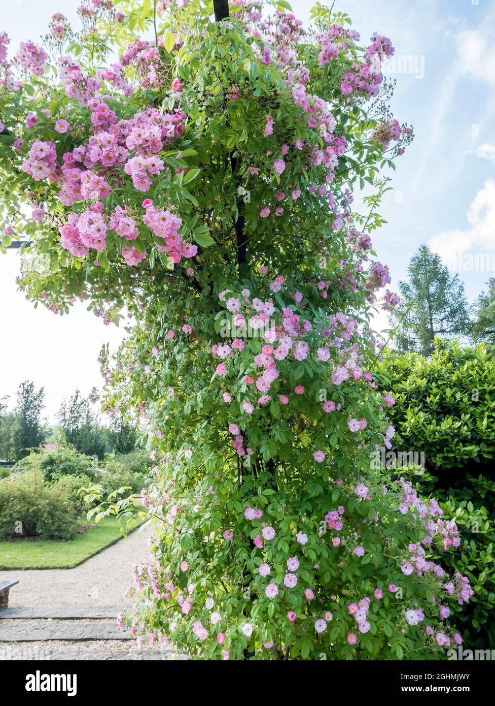 Rose tree 'Blush Rambler' in bloom in a garden Stock Photo - Alamy