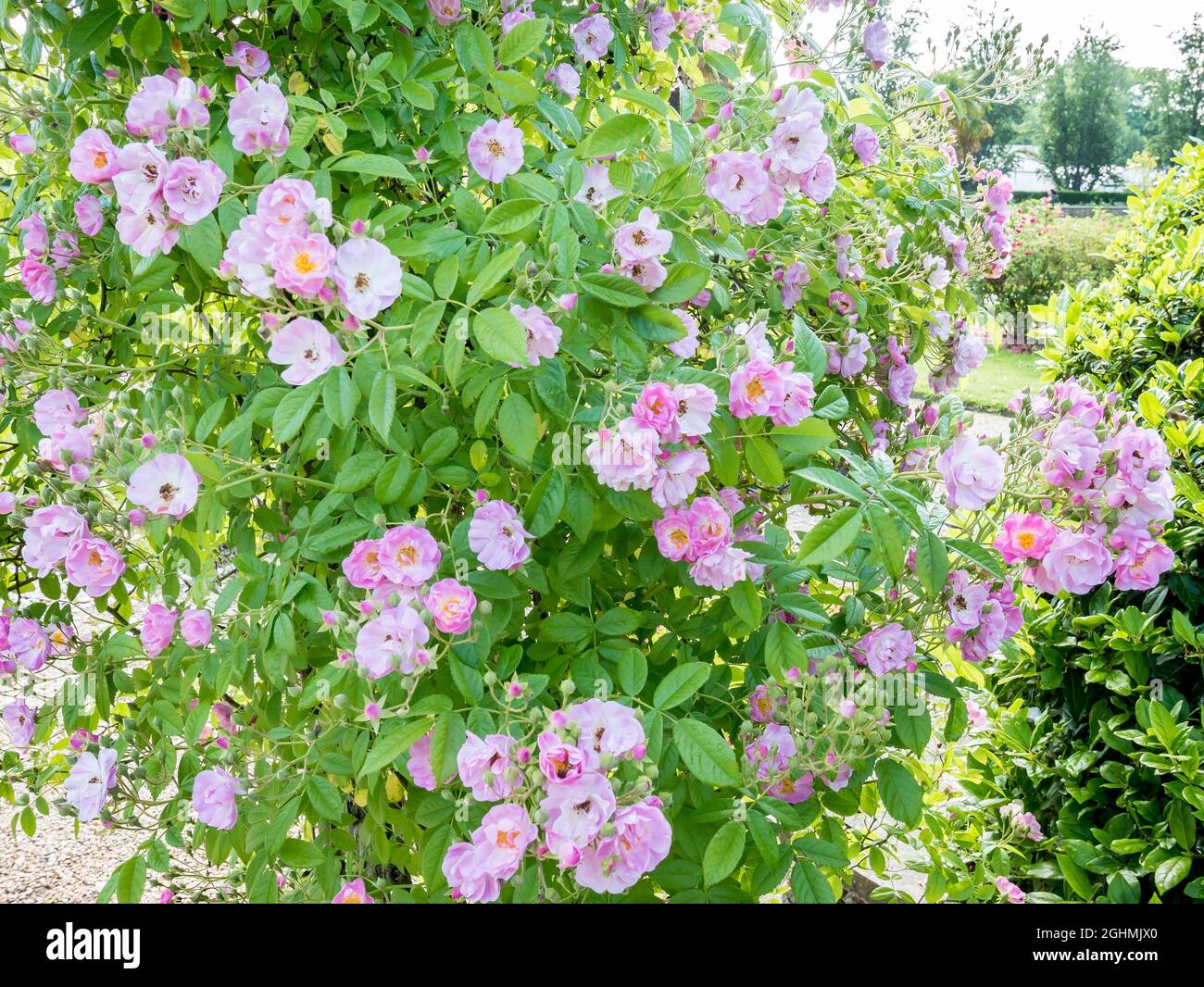Rose tree 'Blush Rambler' in bloom in a garden Stock Photo - Alamy