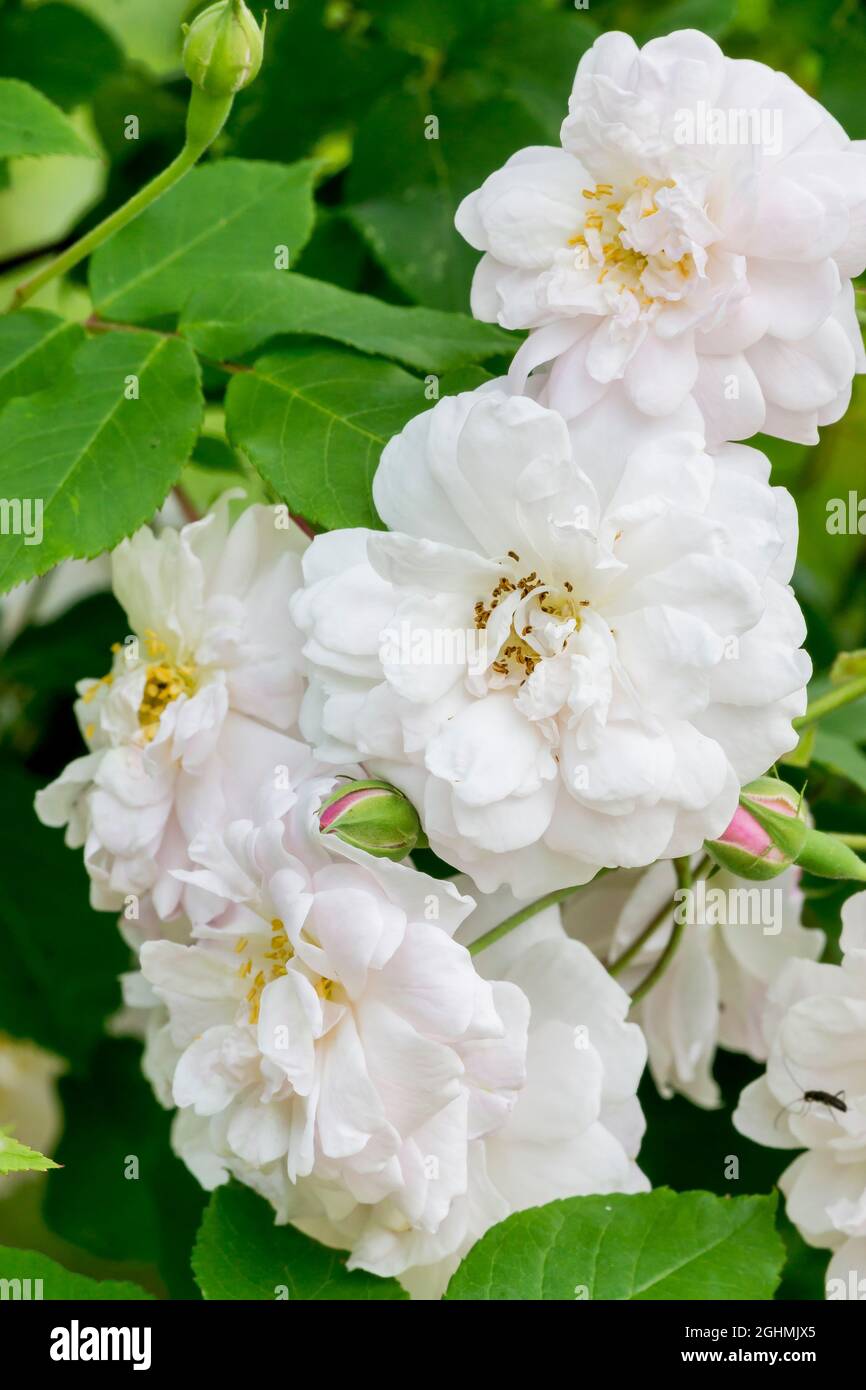 Noisette roses hi-res stock photography and images - Alamy