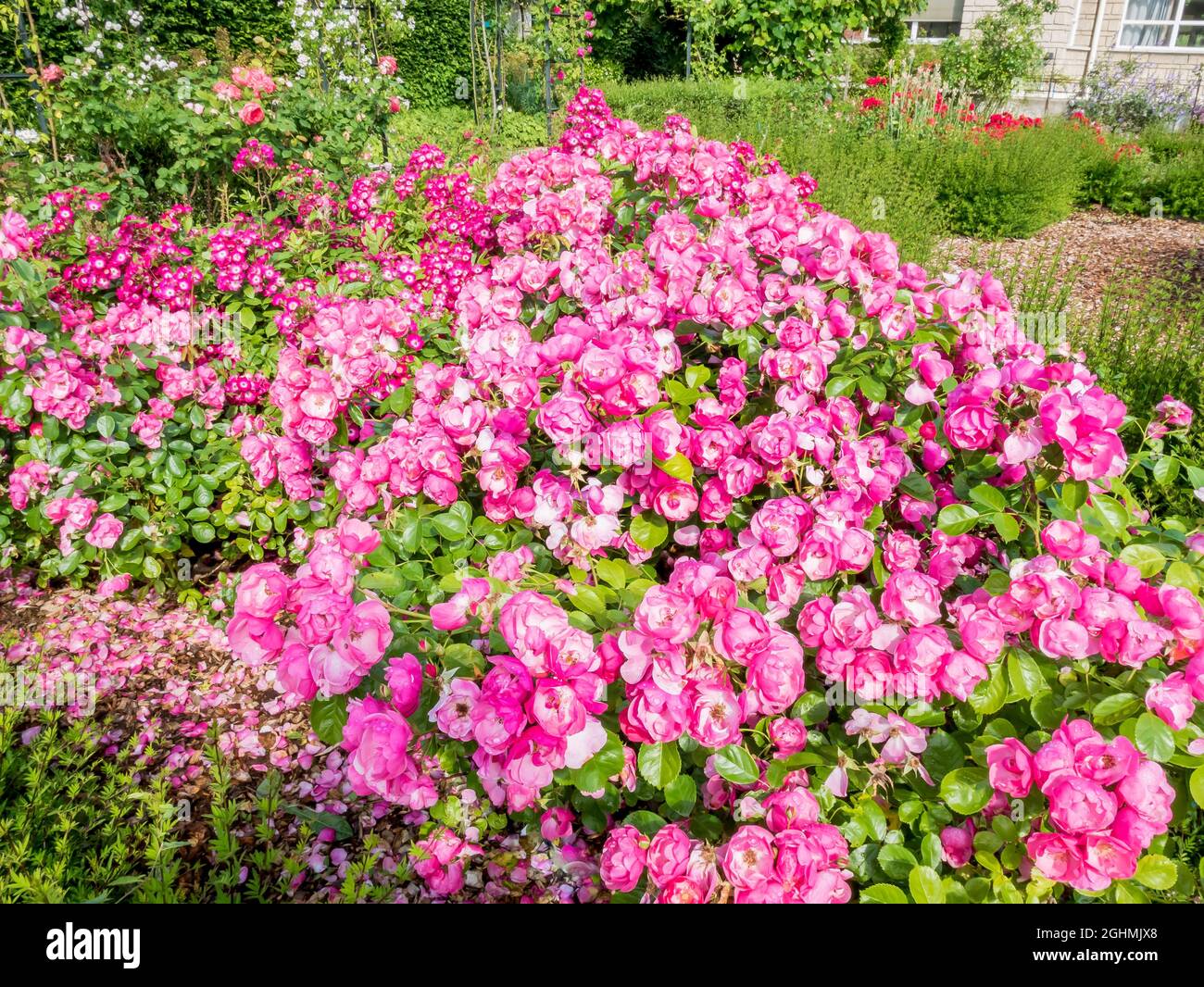 Rose tree 'Angela' in bloom in a garden Stock Photo - Alamy