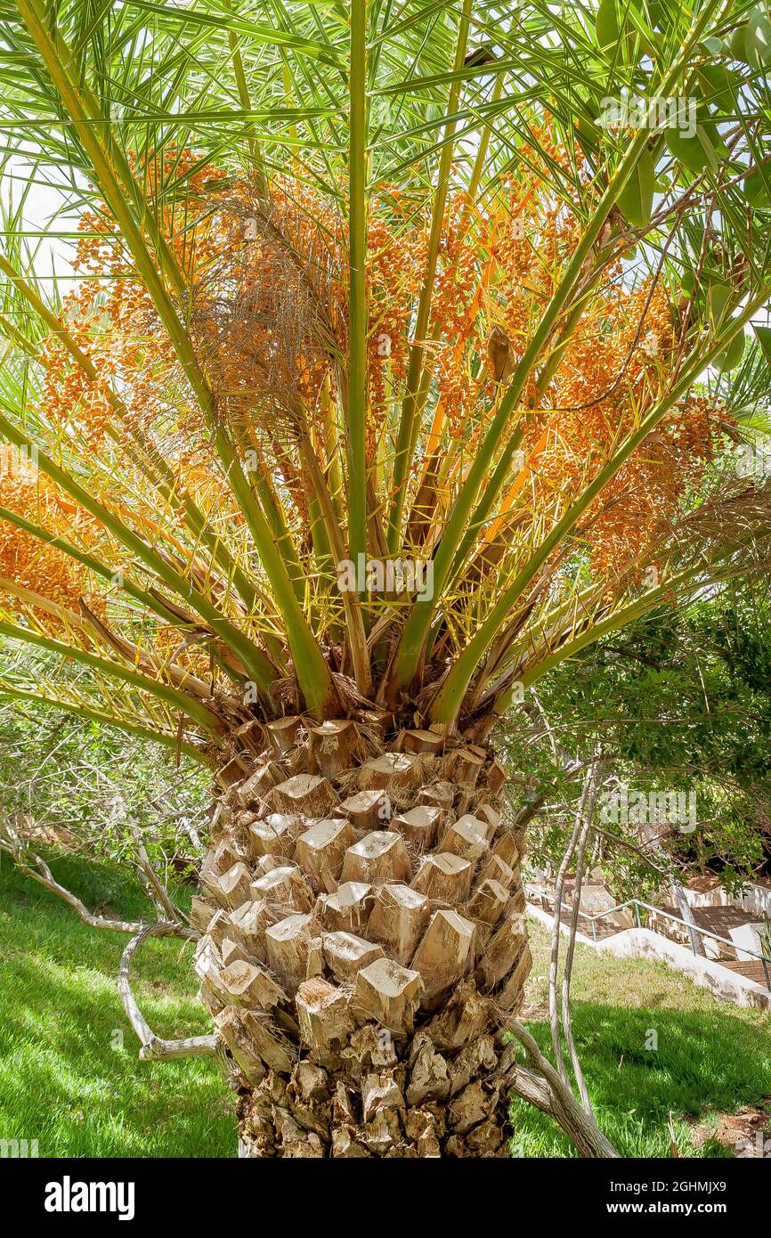 Phoenix sp hi-res stock photography and images - Alamy