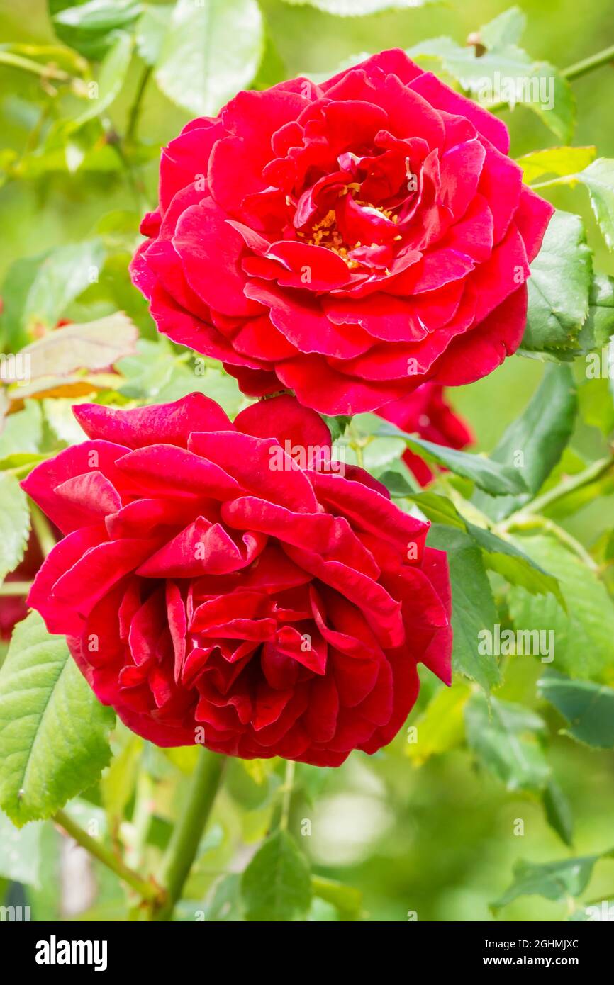 Rose tree 'Red Parfum' in bloom in a garden Stock Photo - Alamy