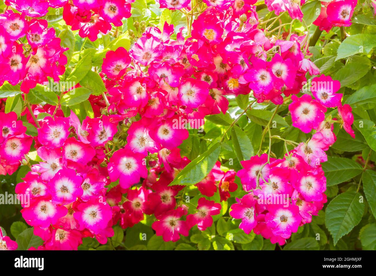 Rose tree 'Marjorie Fair' in bloom in a garden Stock Photo - Alamy