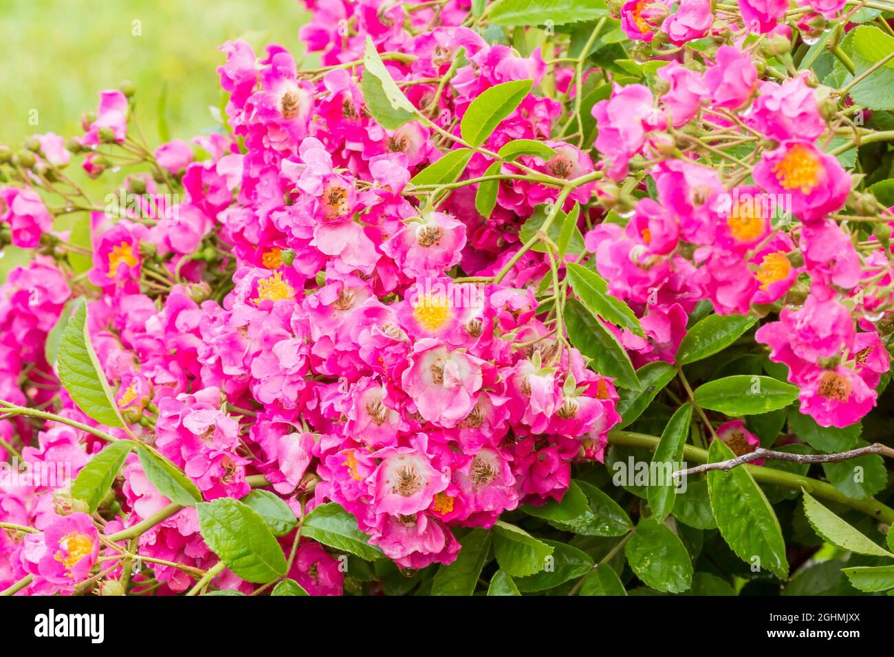 Rose tree 'Maria Lisa' in bloom in a garden Stock Photo - Alamy