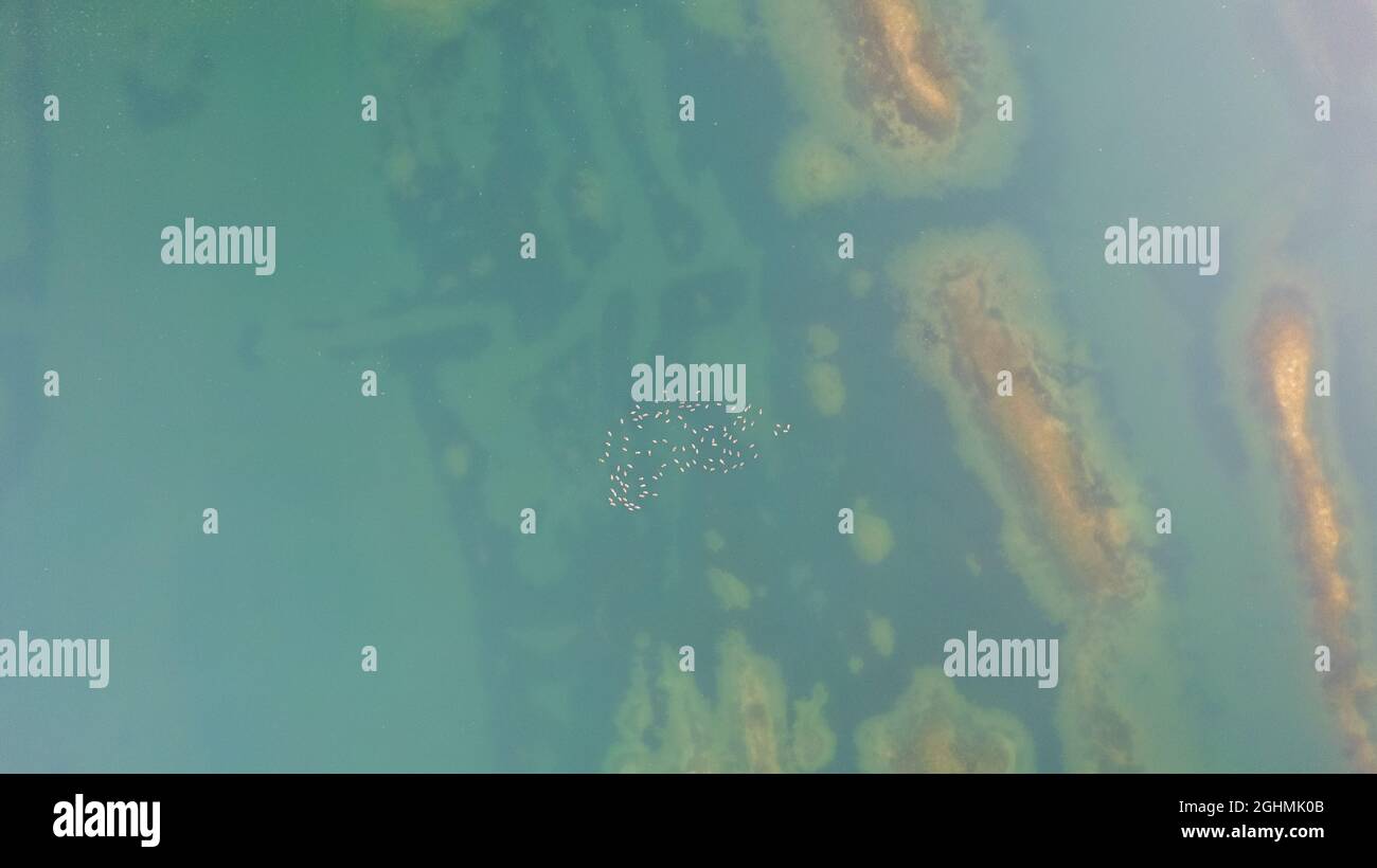 Aerial view of duck hi-res stock photography and images - Alamy