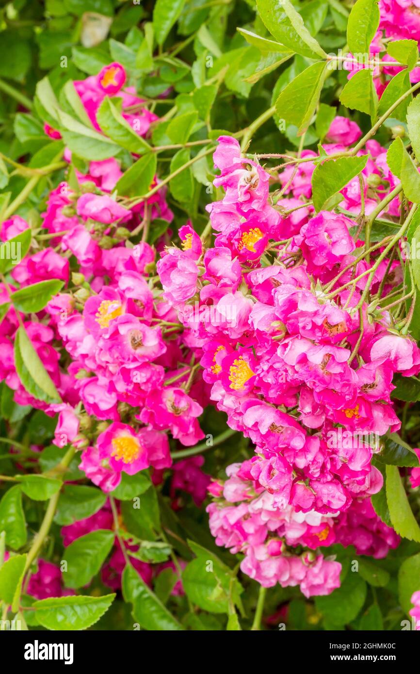 Rose rosa maria lisa hi-res stock photography and images - Alamy