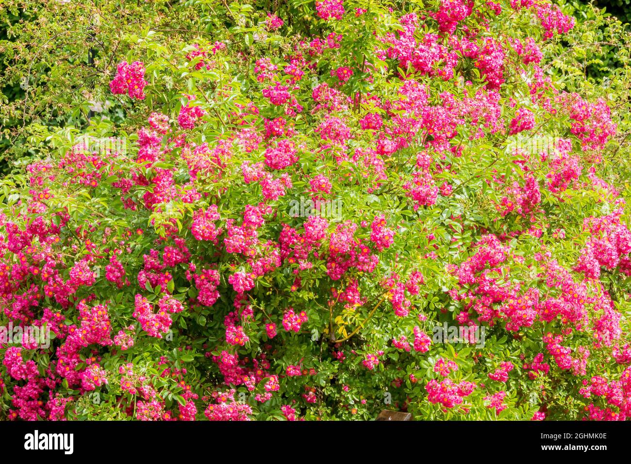 Rose tree 'Maria Lisa' in bloom in a garden Stock Photo - Alamy