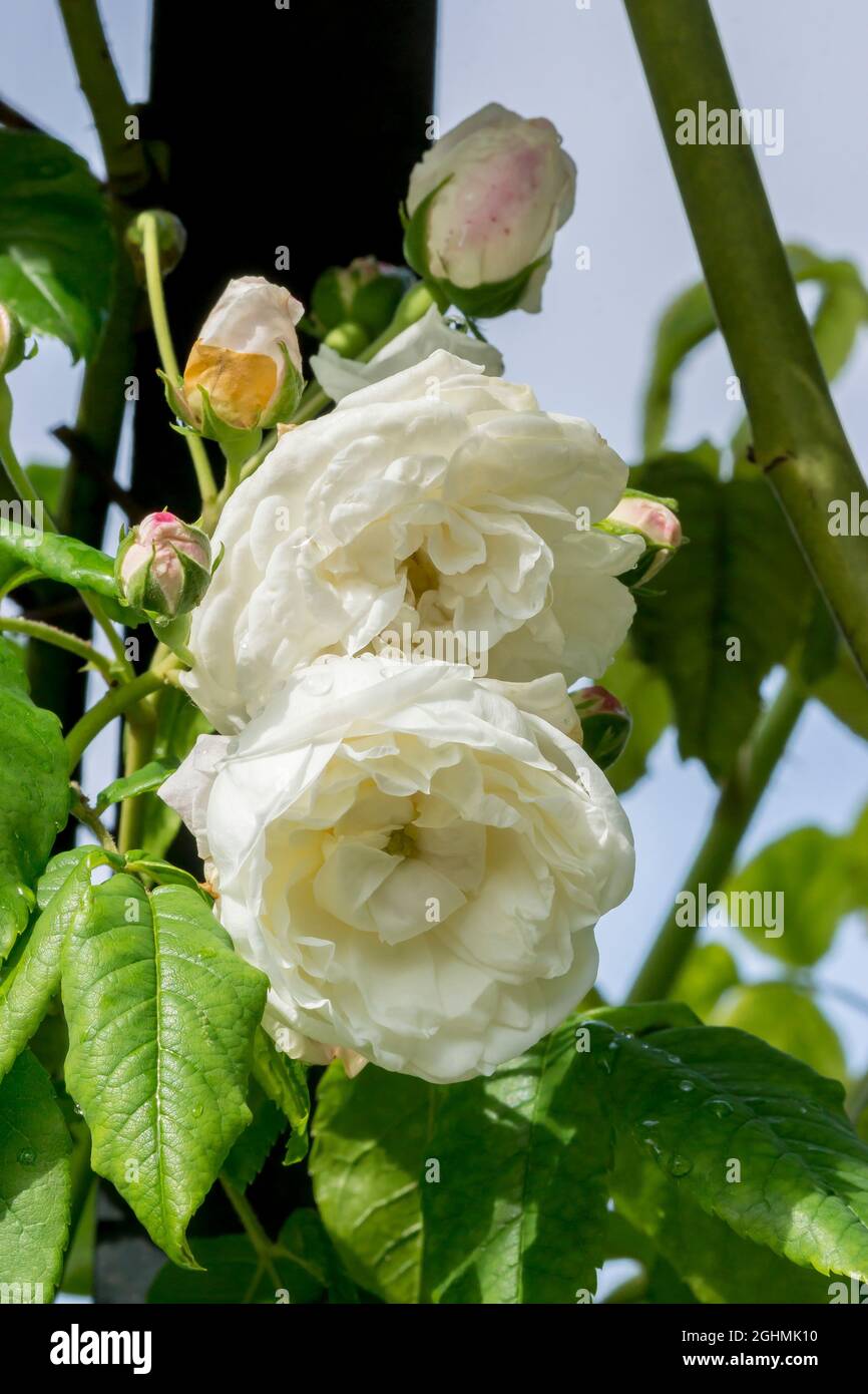 Rose vibert hi-res stock photography and images - Alamy