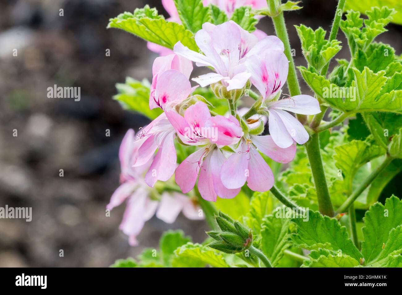 Pelargonium 'Sweet Mimosa' Stock Photo - Alamy