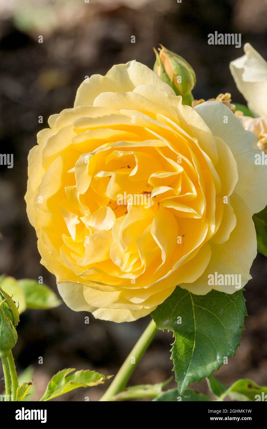 Rose tree 'Graham Thomas' in bloom in a garden Stock Photo - Alamy