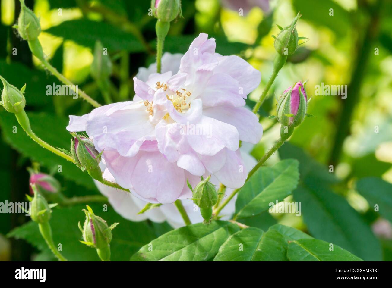 Rose tree 'Narrow Water' in bloom in a garden Stock Photo - Alamy