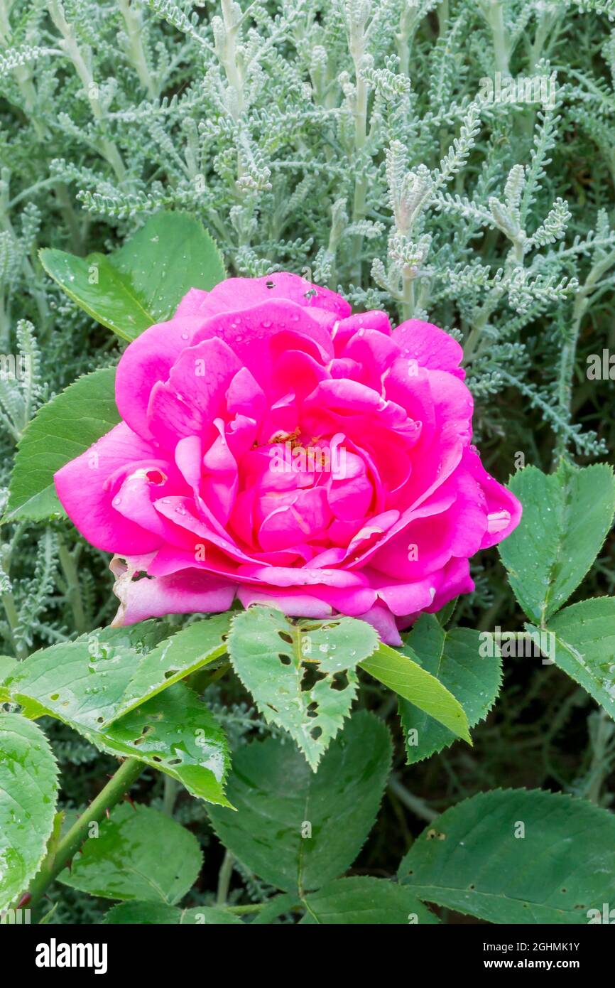 Rose tree 'Magna Charta' in bloom in a garden Stock Photo - Alamy