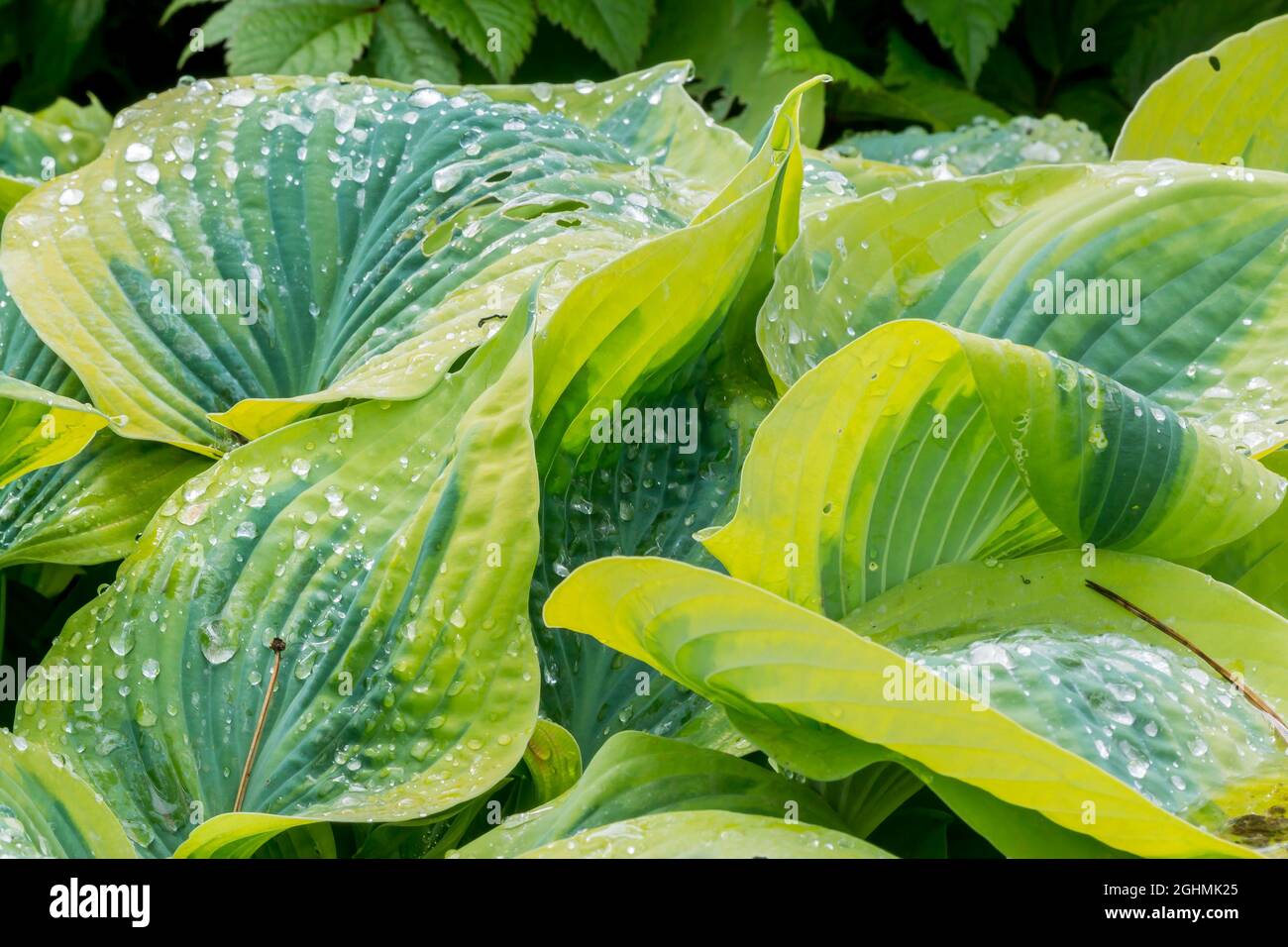 Hosta tardiana 'Bright Glow' Stock Photo - Alamy