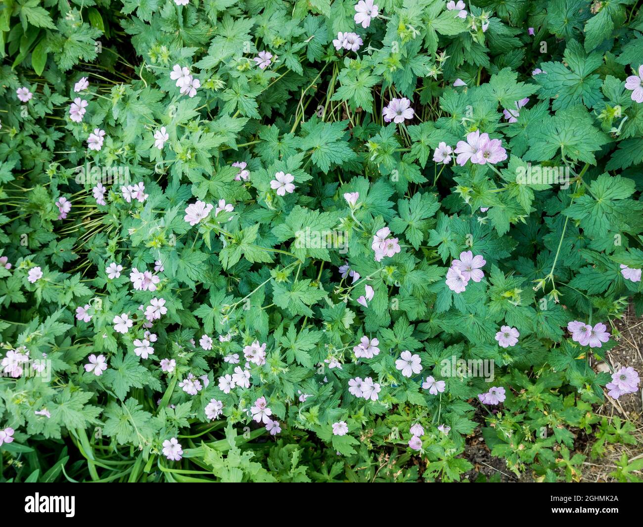 Geranium oxonianum 'Hollywood' Stock Photo - Alamy