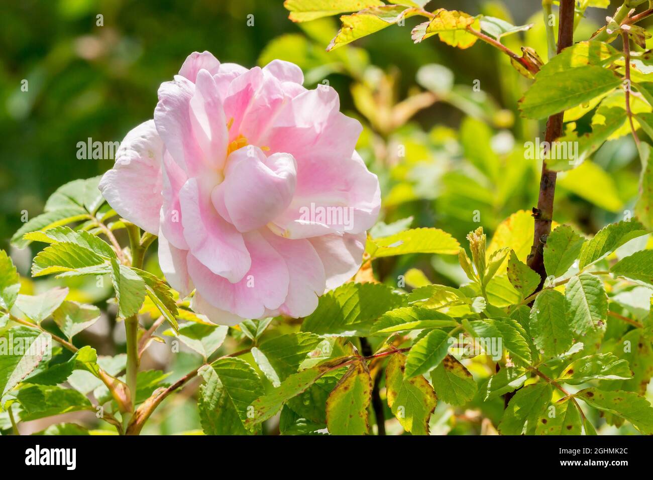 Martin rosa hi-res stock photography and images - Alamy