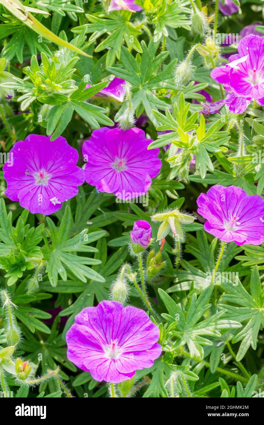 Bloody geranium 'Tiny Monster' in bloom in a garden Stock Photo - Alamy