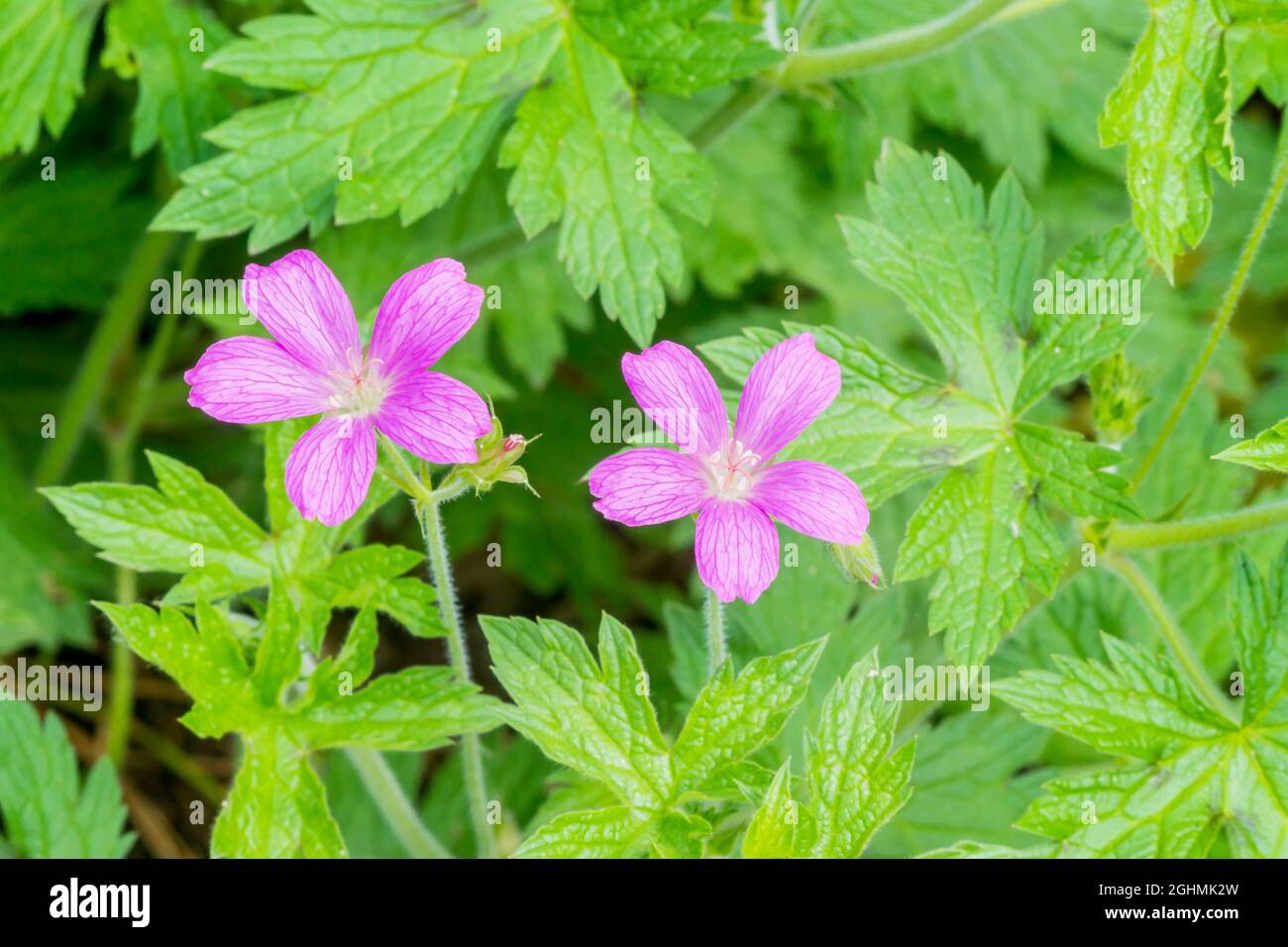 Endres Cranesbill High Resolution Stock Photography and Images - Alamy