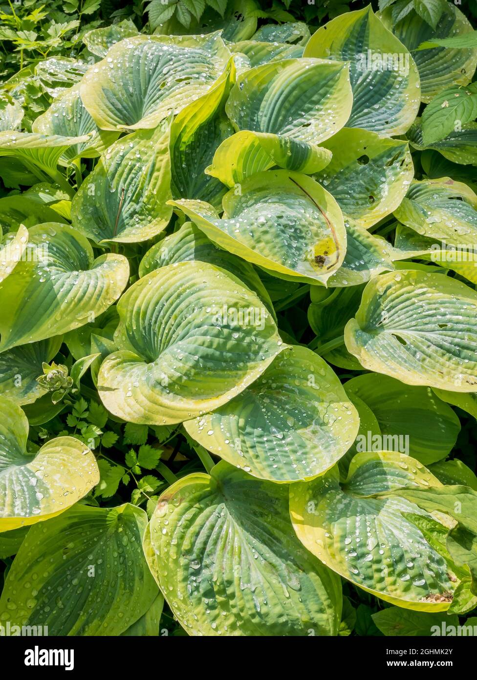 Hosta tardiana 'Bright Glow' Stock Photo - Alamy