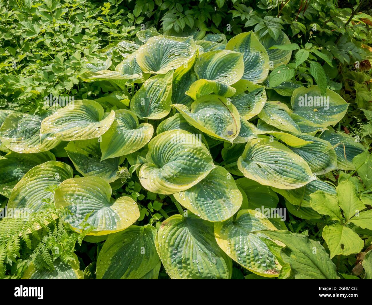 Hosta tardiana 'Bright Glow' Stock Photo - Alamy