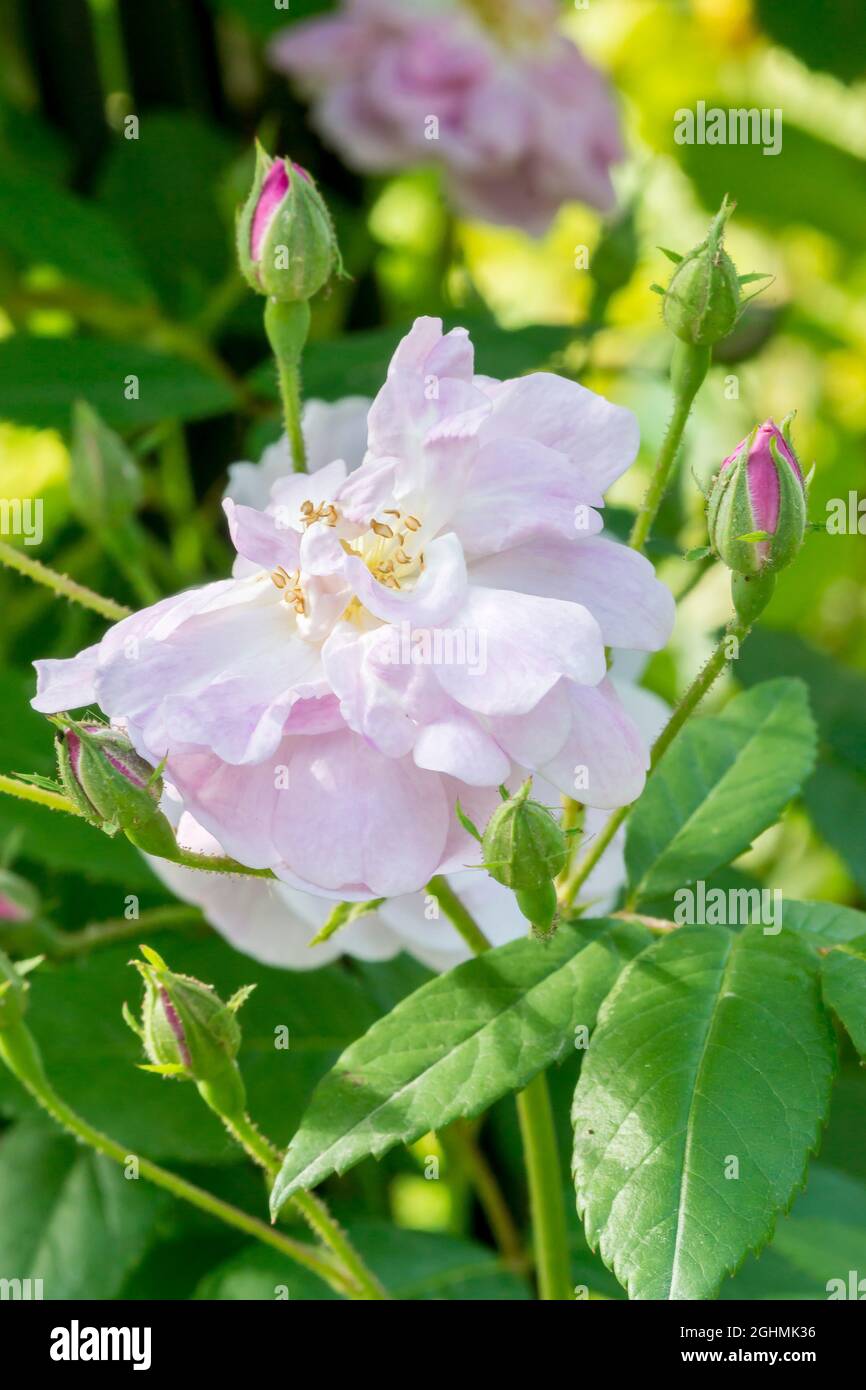 Rose tree 'Narrow Water' in bloom in a garden Stock Photo - Alamy
