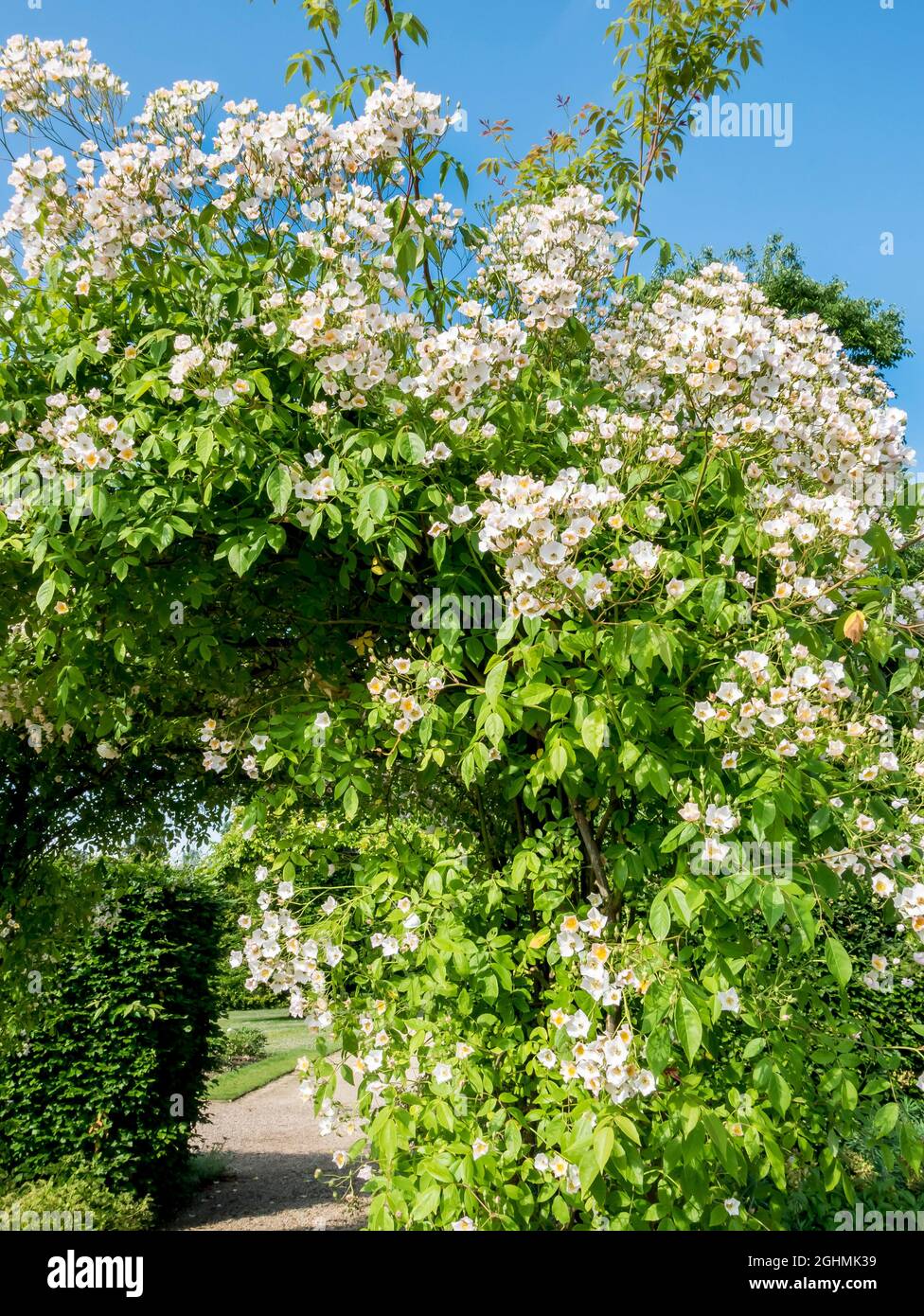 Kiftsgate rose hi-res stock photography and images - Alamy