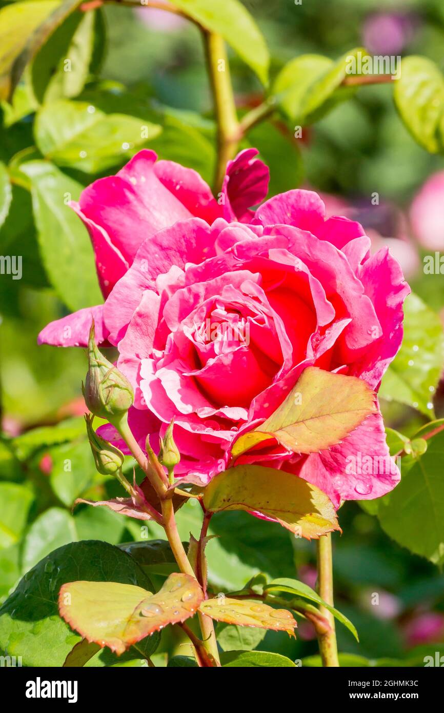 Rose tree 'Line Renaud' in bloom in a garden Stock Photo - Alamy