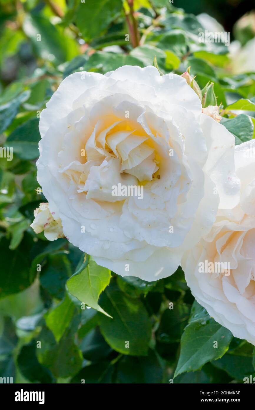 Rose tree 'Kosmos' in bloom in a garden Stock Photo - Alamy