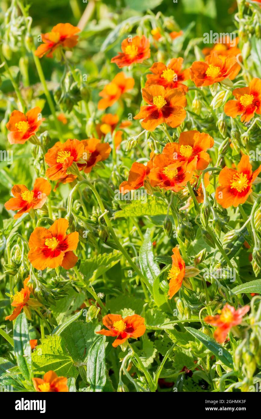 Helianthemum 'Ben Alder' Stock Photo - Alamy