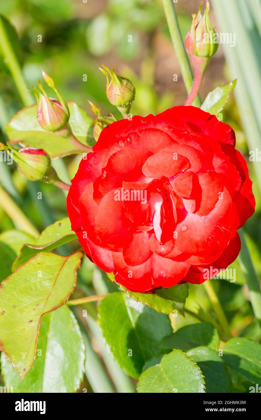 Rose tree 'Planten un Blomen' in bloom in a garden Stock Photo - Alamy