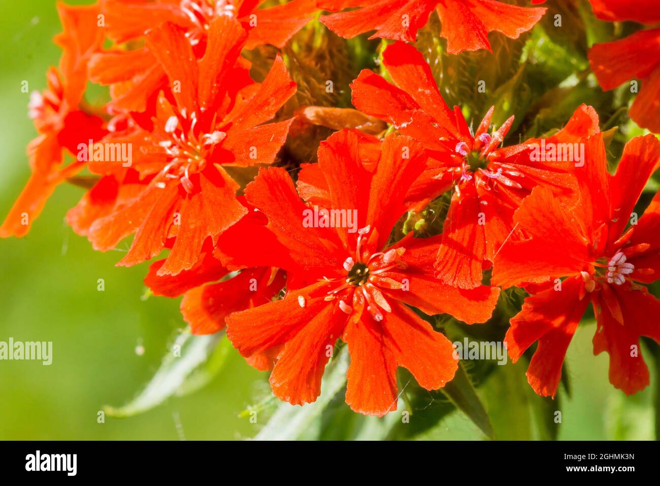 Lychnis lychnis sp hi-res stock photography and images - Alamy