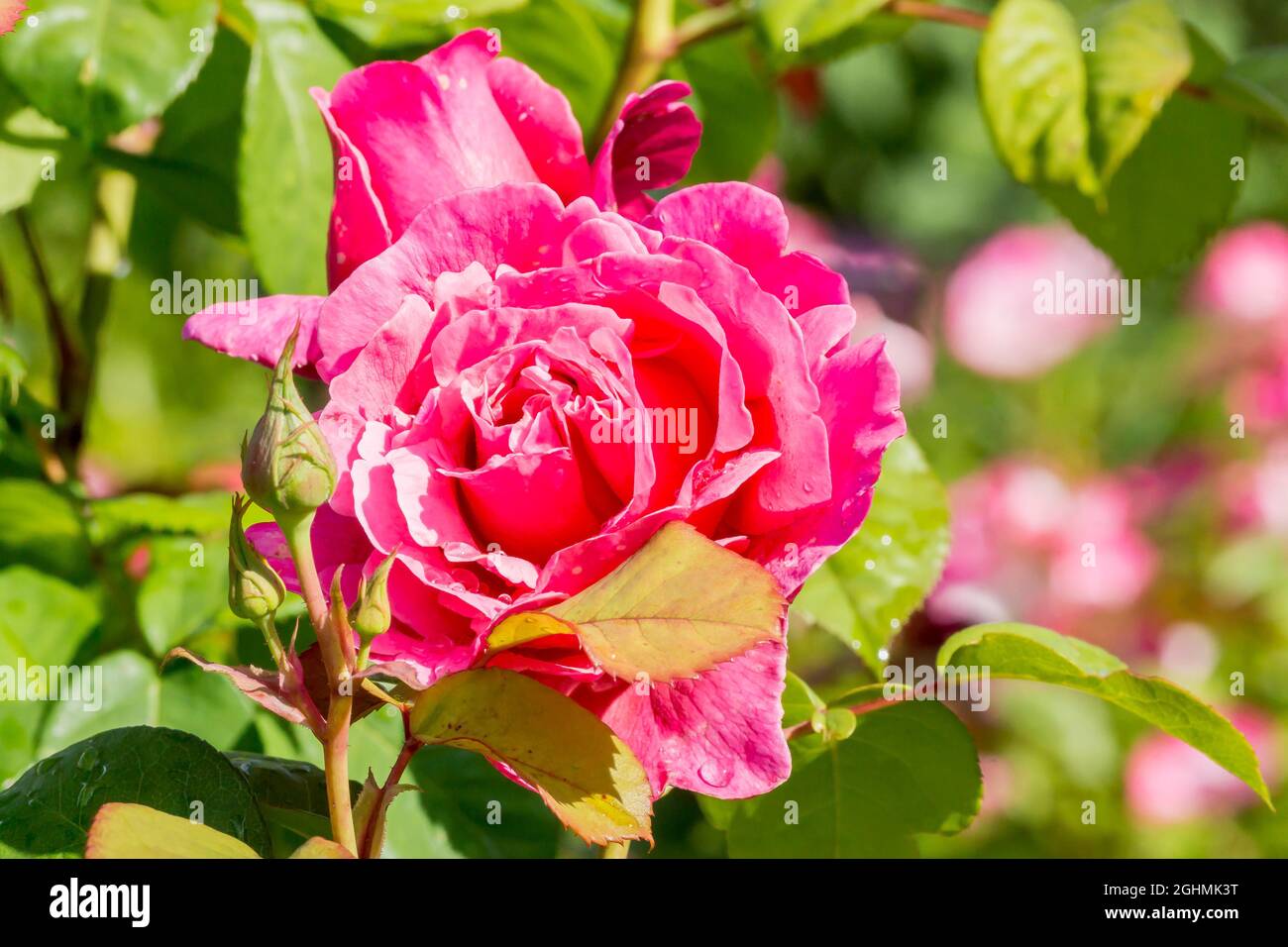 Rose tree 'Line Renaud' in bloom in a garden Stock Photo - Alamy