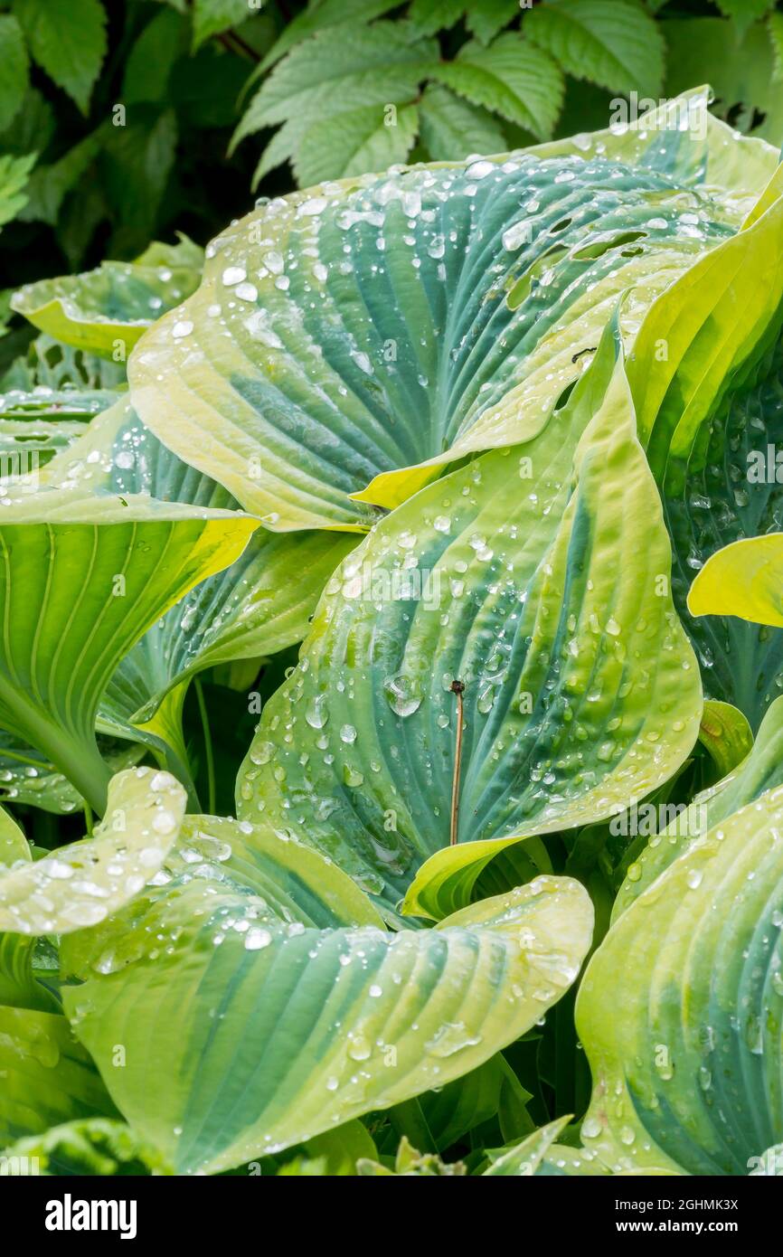 Hosta tardiana 'Bright Glow' Stock Photo - Alamy