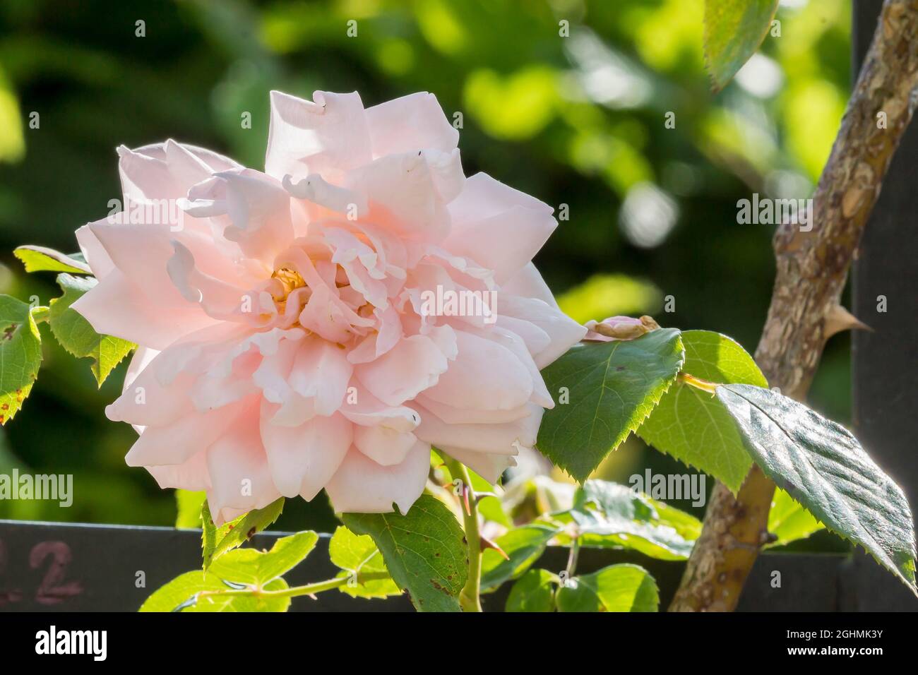 Rose tree 'Albertine' in bloom in a garden Stock Photo - Alamy