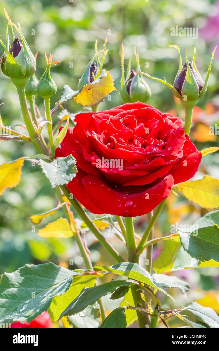 Rose tree ?Rouge Meilland' in bloom in a garden Stock Photo - Alamy
