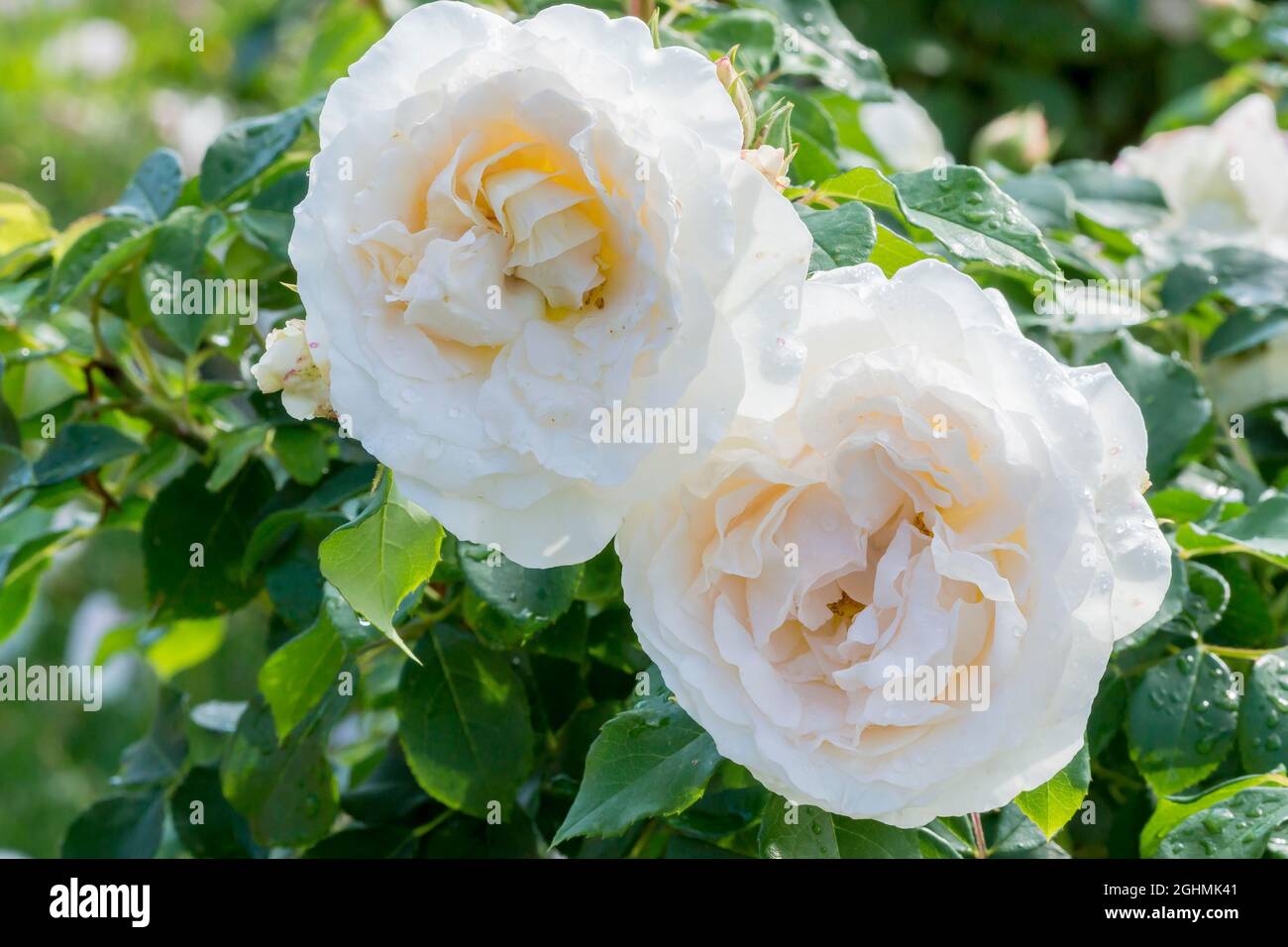 Rose tree 'Kosmos' in bloom in a garden Stock Photo - Alamy