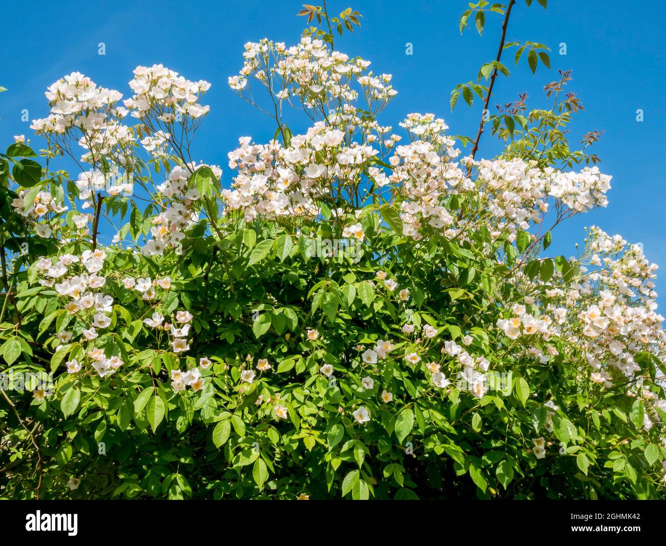 Kiftsgate rose hi-res stock photography and images - Alamy