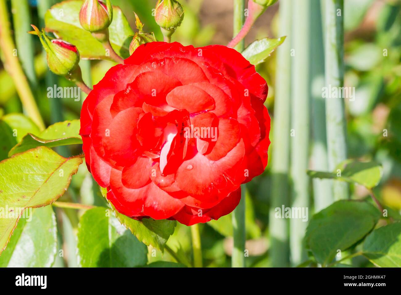 Rose tree 'Planten un Blomen' in bloom in a garden Stock Photo - Alamy