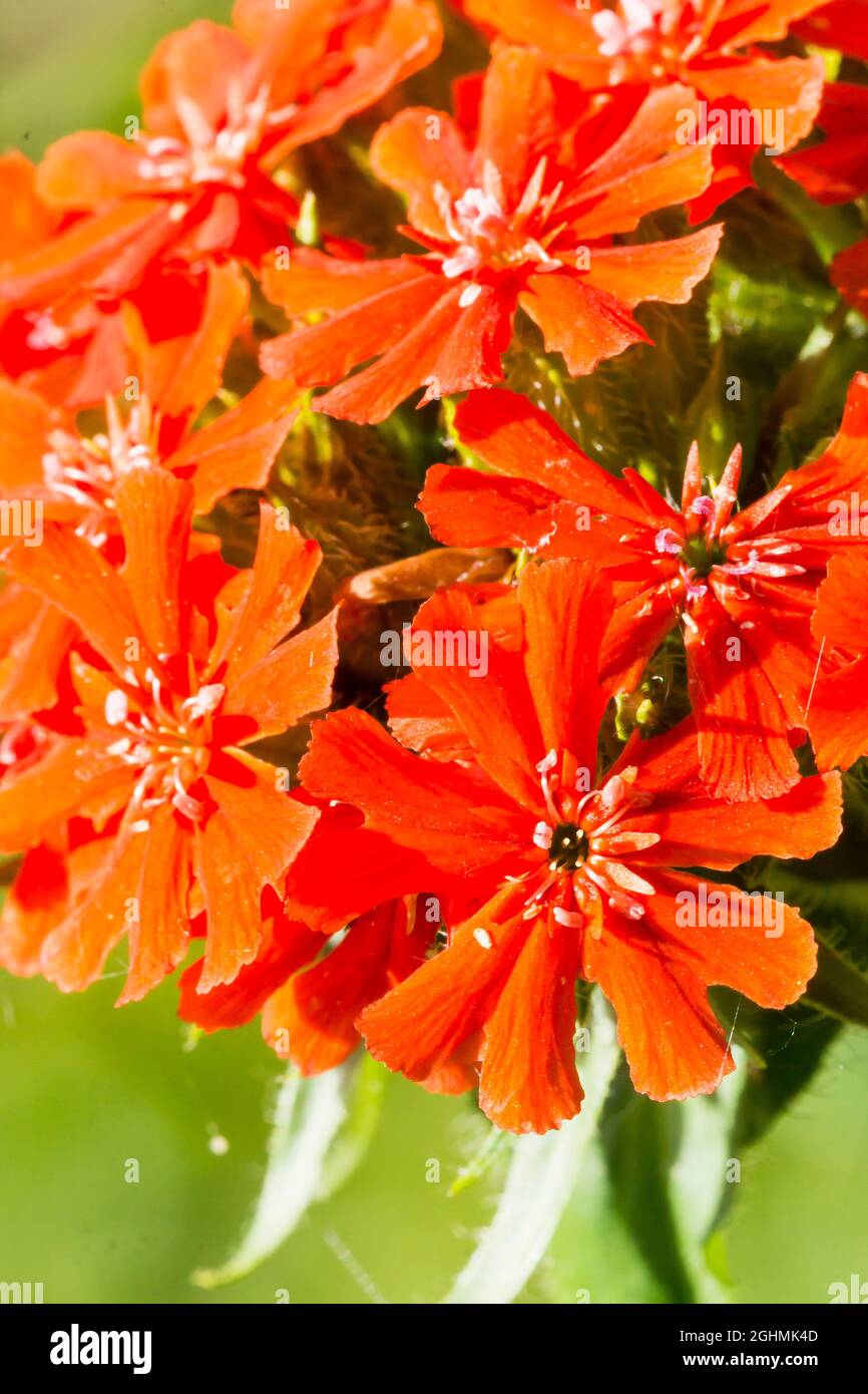 Lychnis lychnis sp hi-res stock photography and images - Alamy