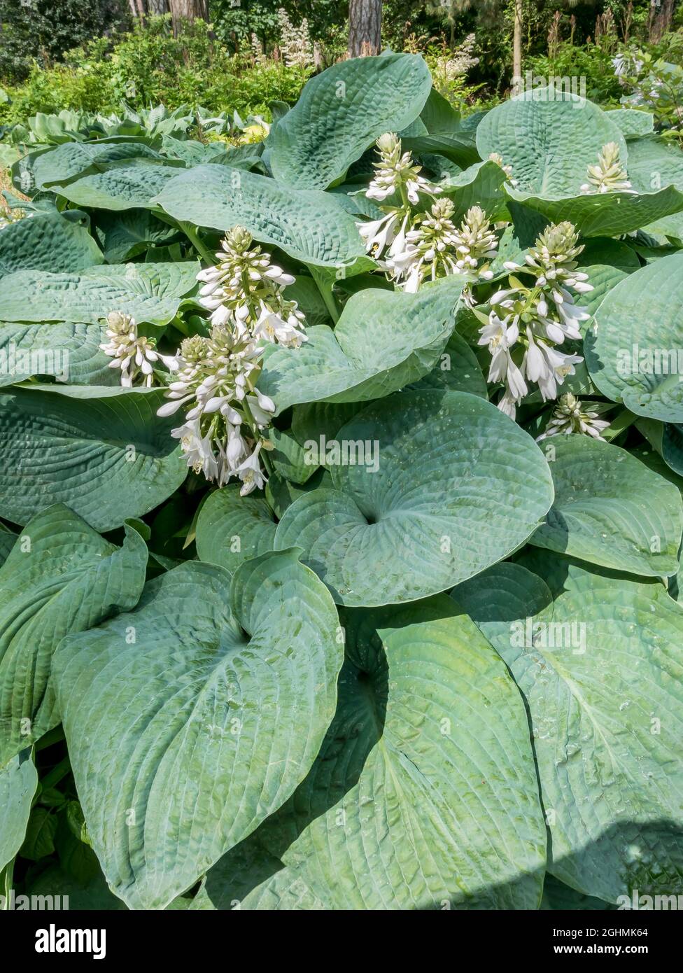 Hosta sieboldiana 'Elegans' Stock Photo - Alamy